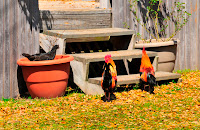 Alfie & Company Photography: Fitzgerald, GA Wild Chicken Festival