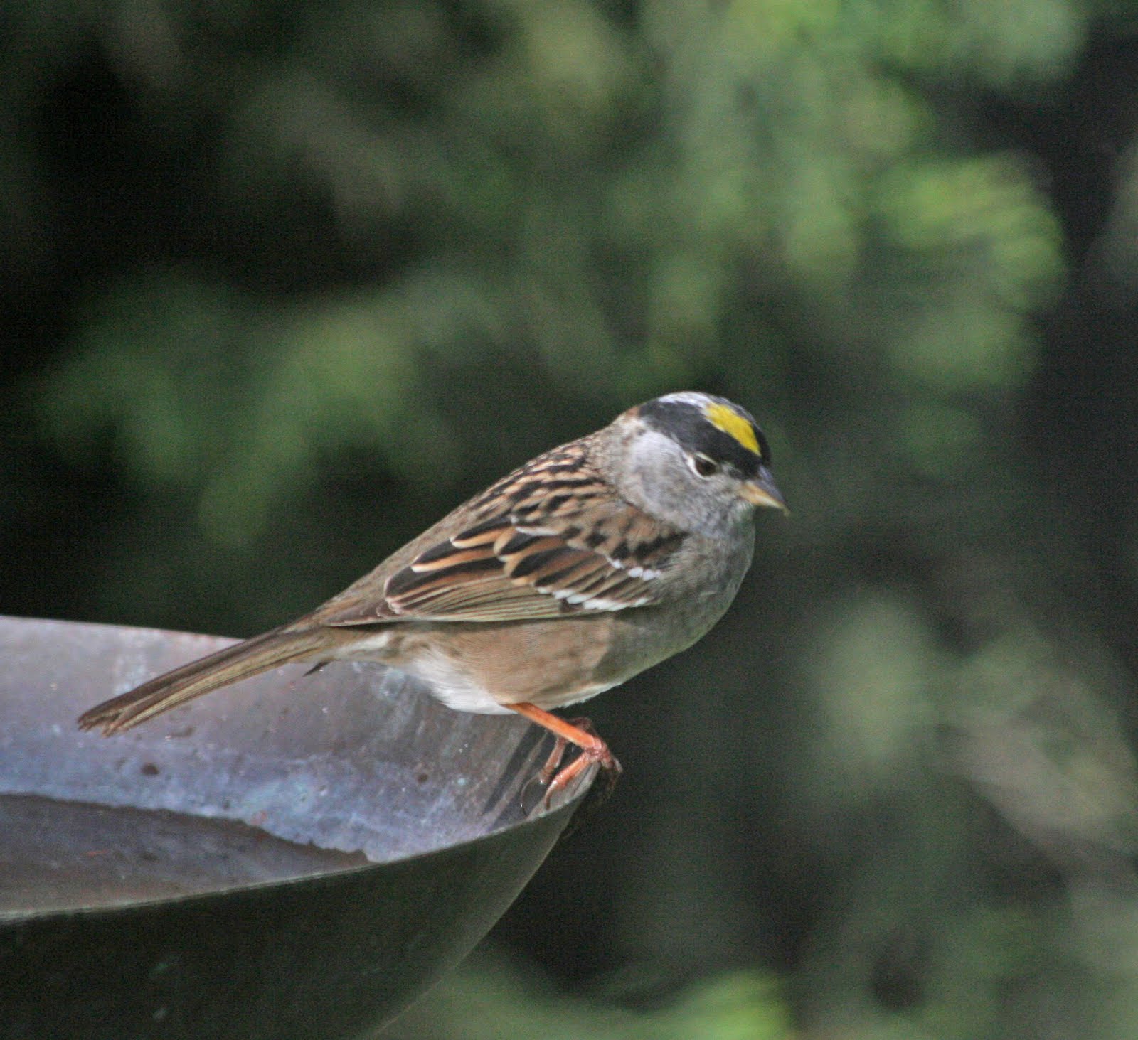 The Three Goats Mom: The Birds and the Bees - Literally!