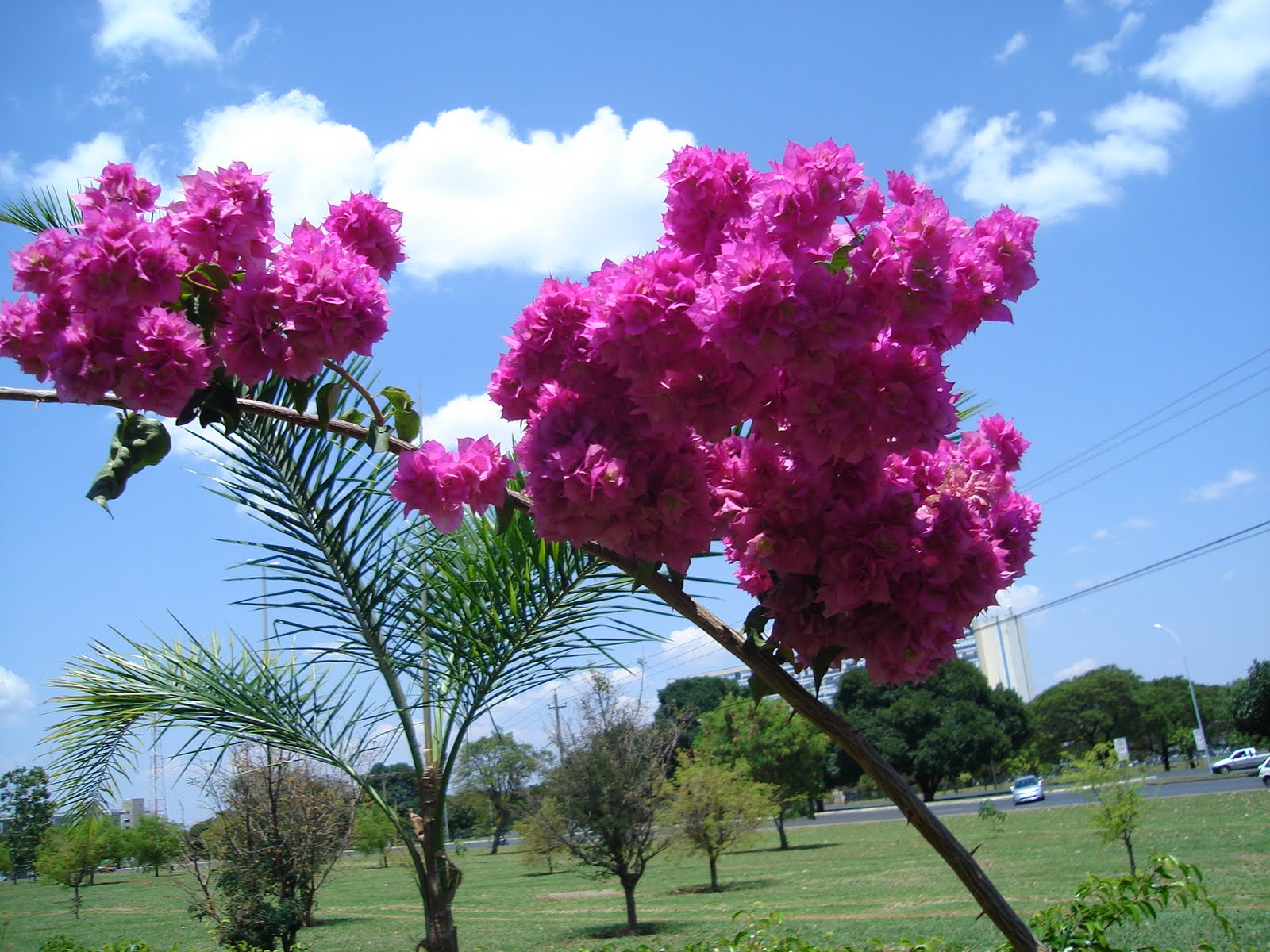 Flores de Paola Rhoden: Flores Diversas