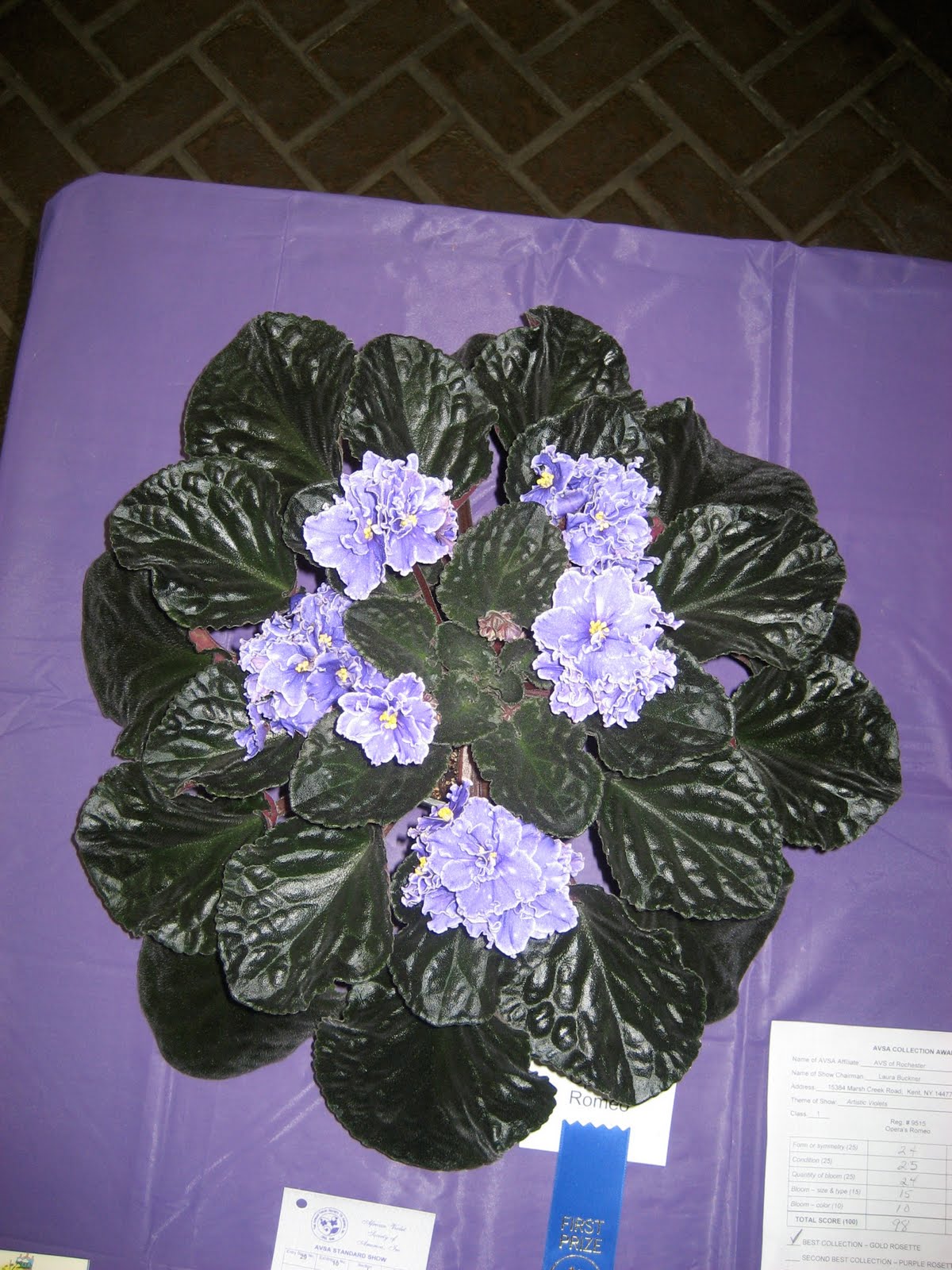 Growing and Showing African Violets!: Standards and Large African Violets