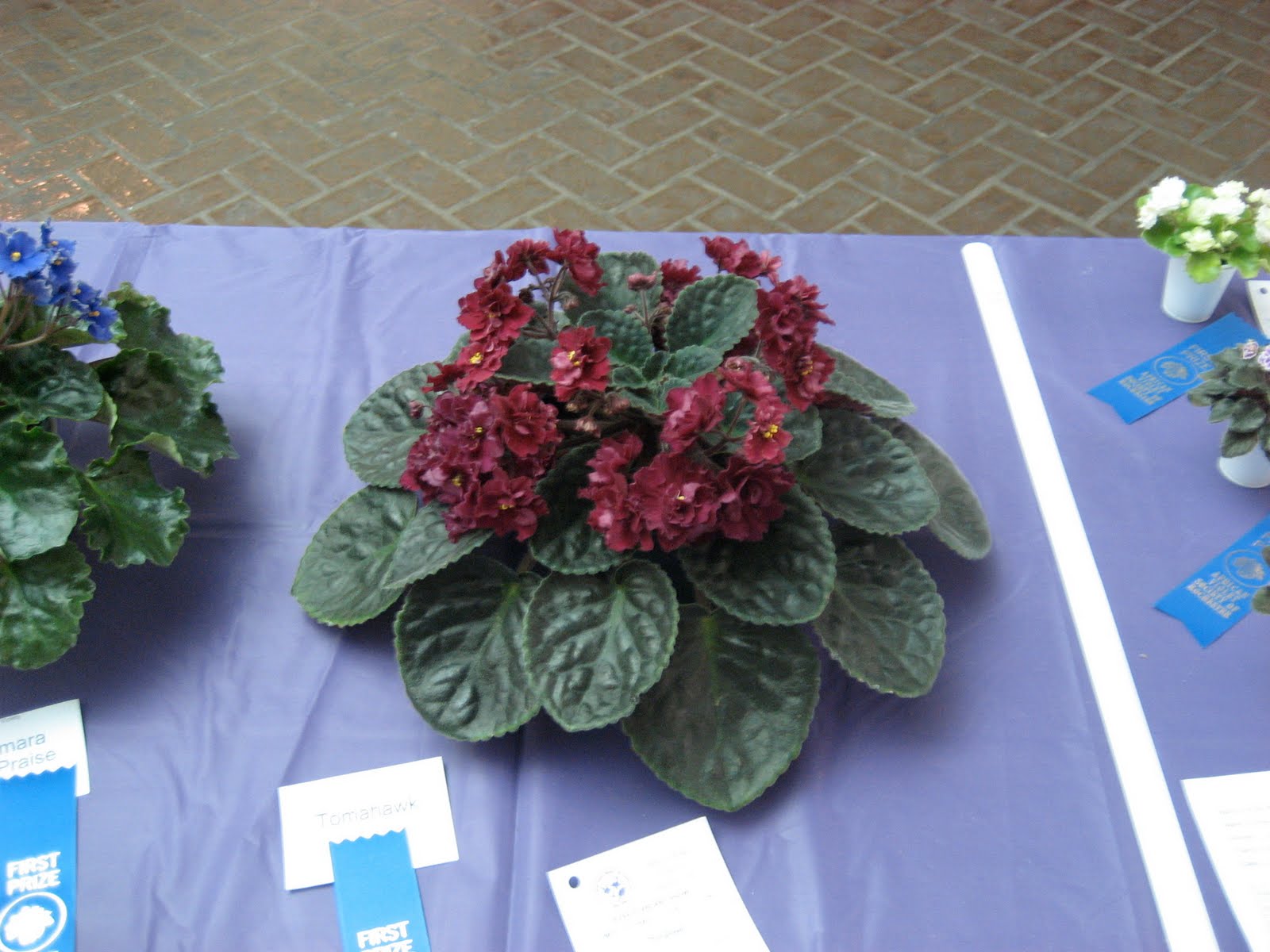 Growing and Showing African Violets!: Standards and Large African Violets