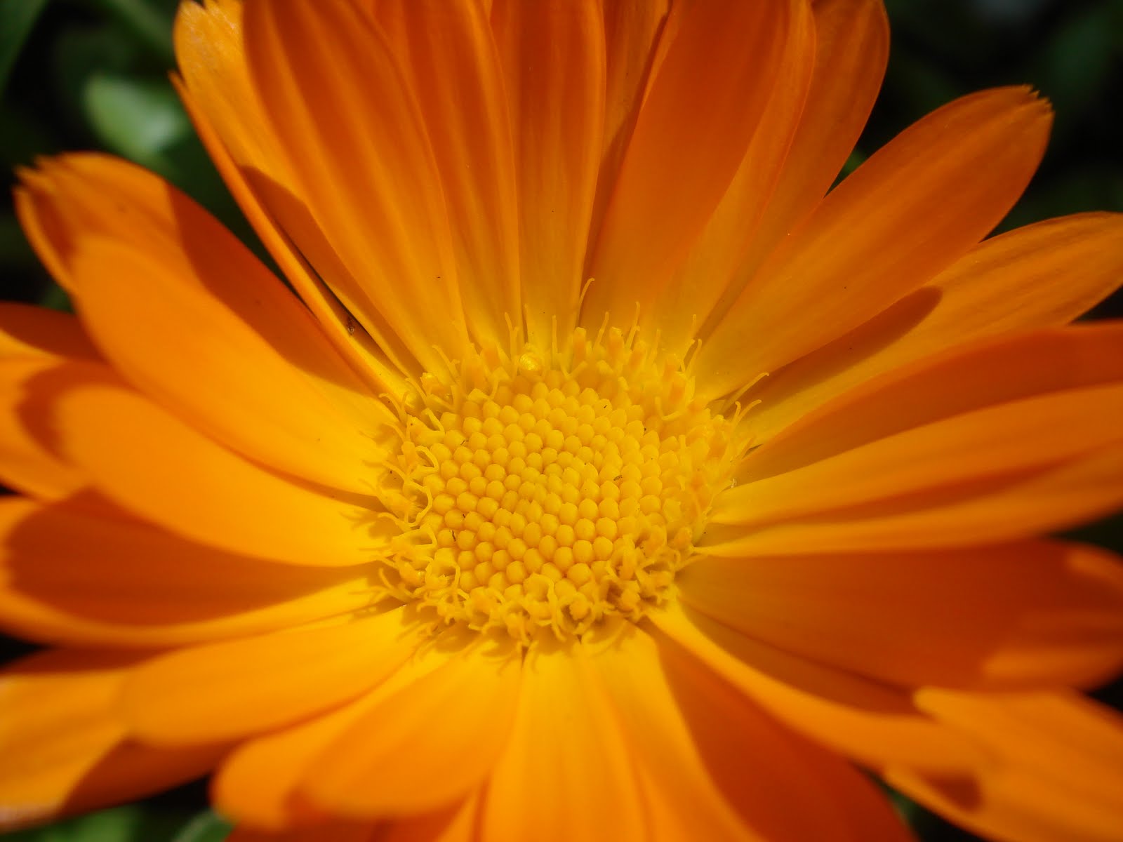 the world of gaea.: Calendula