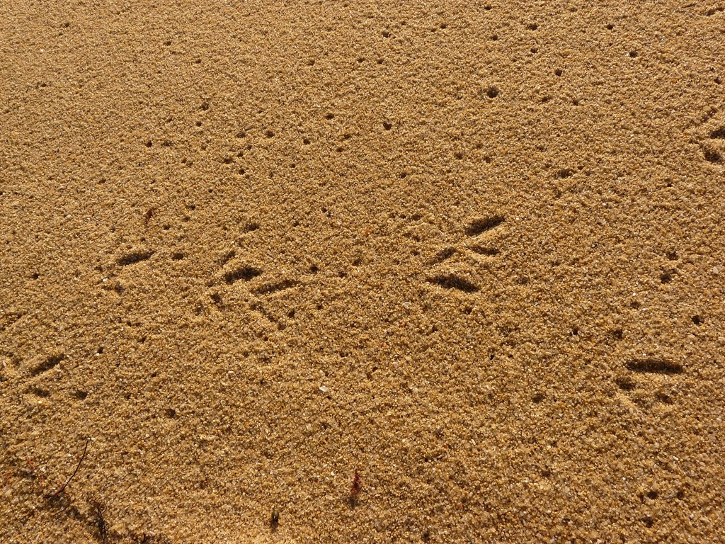 Fine Stagione: Traces sur le sable
