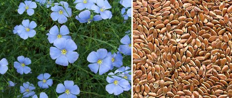 LIN-Linum usitatissimum-PHYTOTHERAPIE-HOMEOPATHIE-MEDECINE NATURELLE