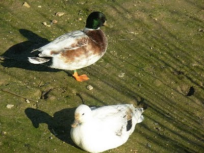 Aviarium: PATO MIÑON PLATEADO- ÀNEC MINYÓ PLATEJAT