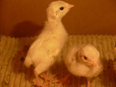 Aviarium: diferencia entre perdiz roja y perdiz griega