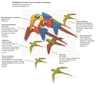 FUNDVIVE: Las Aves en Venezuela