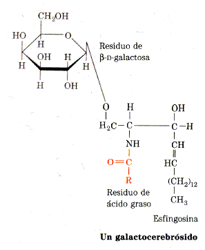 Biologia de la celula av