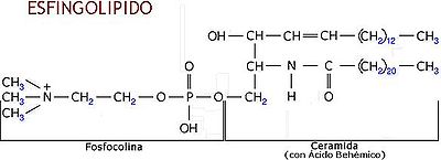 Biologia de la celula av: Trascender un concepto a un tema relacionado ...
