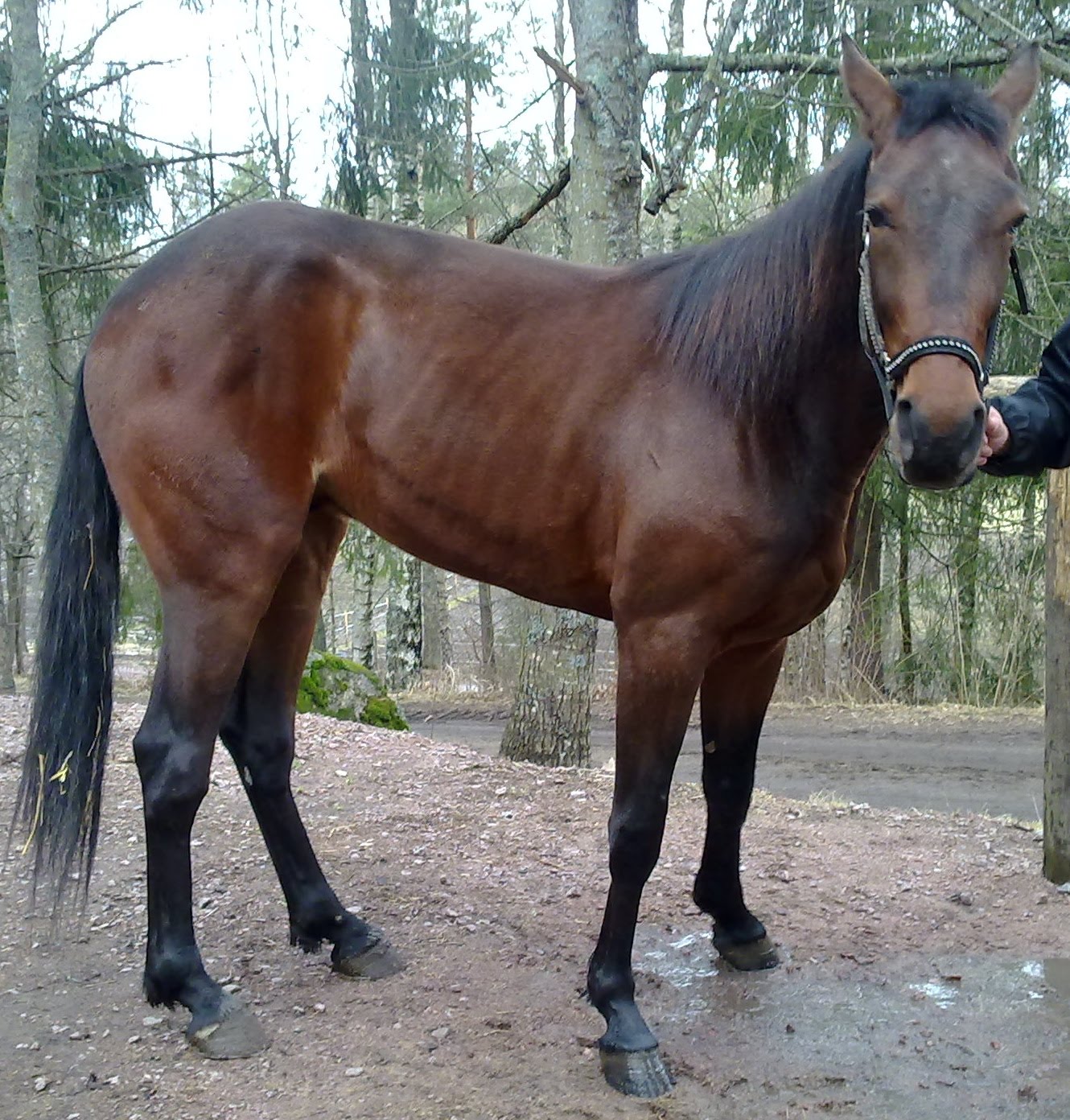 Touhua ja tohinaa aka Tiian maailma: Hassu-hessu hopo-heppa