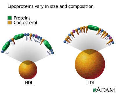 High Density Lipoprotein (Mengenal Kolesterol)