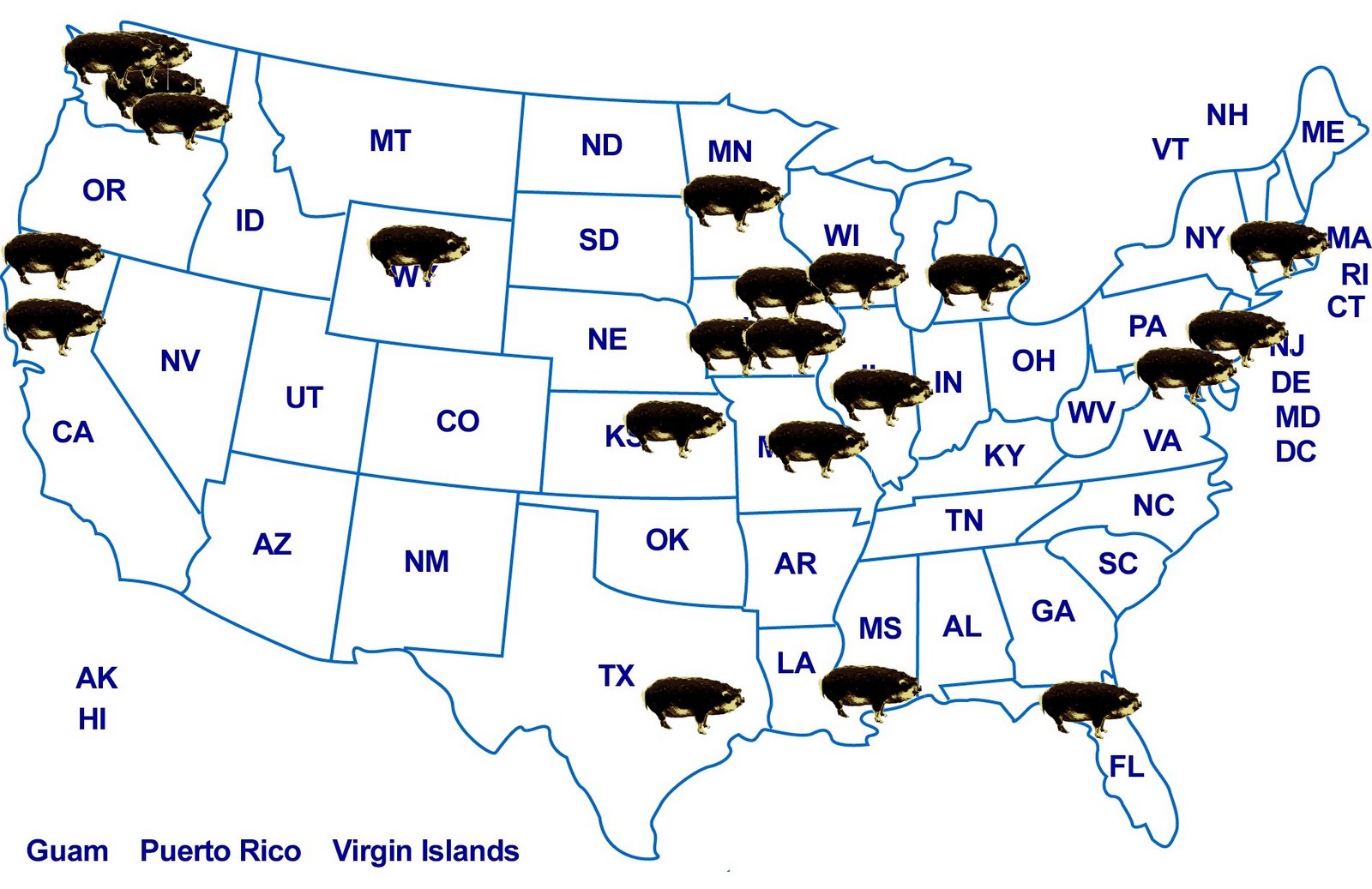 Wooly Pigs: Madison Club and Mangalitsa Pigs
