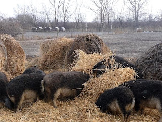 Wooly Pigs: Mangalitsa/Mangalica in Saveur's Top 100 Foods