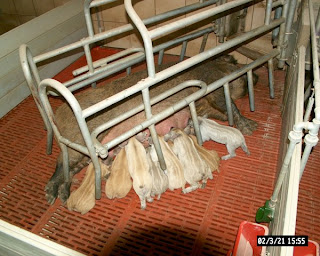 Wooly Pigs: Lard-type Hog Production in Hungary and Spain