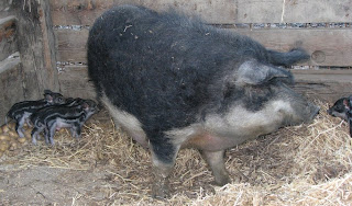 Wooly Pigs: Outdoor Farrowing