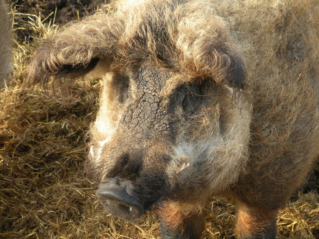 Wooly Pigs: Mangalitsa Boar