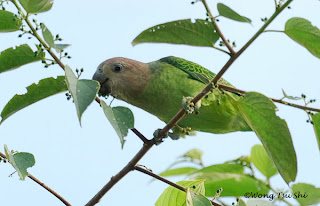 Bayan Puling Serindit Tanau: Perbezaan Jantina bagi Burung Puling (Tanau)