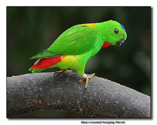 Bayan Puling Serindit Tanau: Gambar- Gambar Anggun Burung Serindit Dada ...