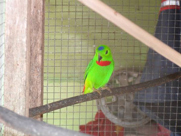 Bayan Puling Serindit Tanau: Gambar- Gambar Anggun Burung Serindit Dada ...