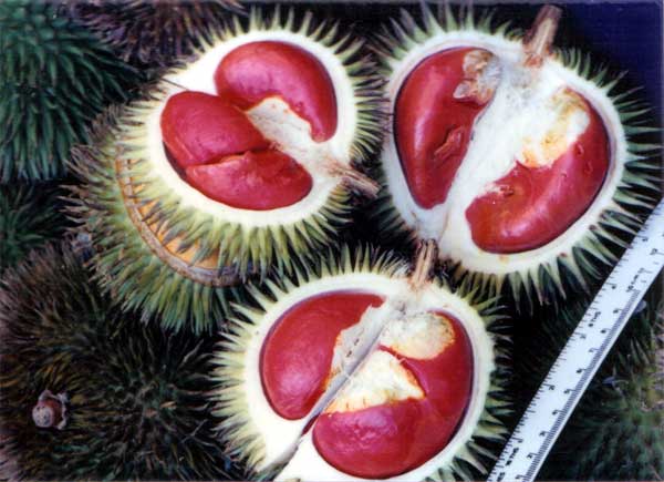 Pertanian Tanaman Pangan dan Peternakan Nunukan: DURIAN KALIMANTAN