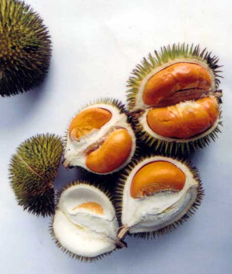 Pertanian Tanaman Pangan dan Peternakan Nunukan: DURIAN KALIMANTAN