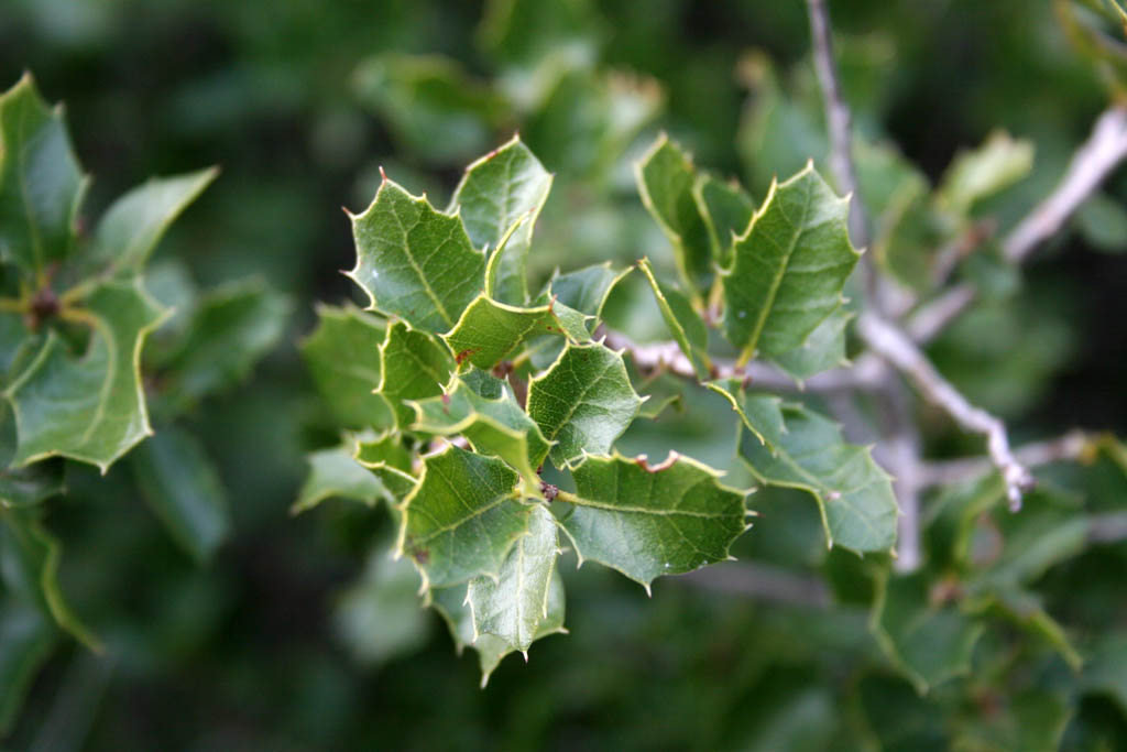 TEMPS DE LLEURE: Garric