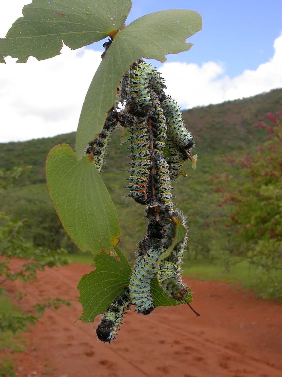 Rumo à Copa: Comida que vamos provar na Africa do Sul - Biltong, Bunny ...