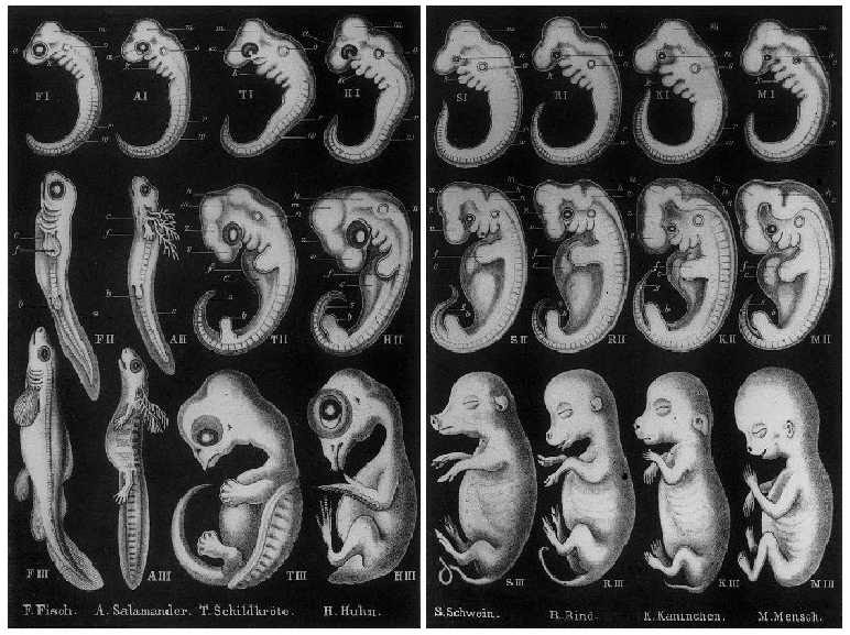 El devenir de la ciencia: La "ley biogenética fundamental" de Ernst Haeckel