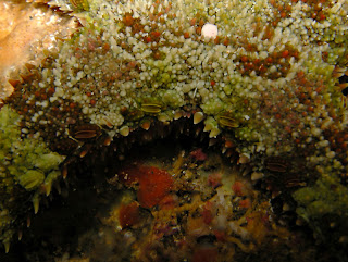 The Echinoblog: More Exotic Hawaiian Starfish! Valvaster and Astropecten!