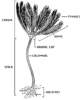The Echinoblog: GIANT, floaty, swimmy fossil CRINOIDS! The Dinosaurs of ...