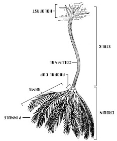 Sea Lily Anatomy