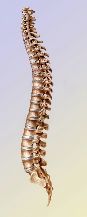 The Echinoblog: Starfish "Bones"! Understanding evolution & adaptation ...