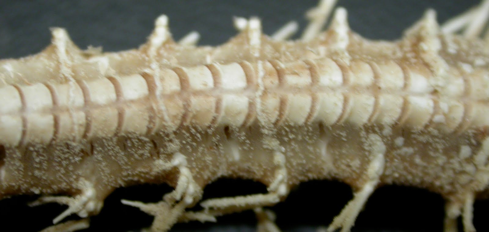 The Echinoblog: Starfish "Bones"! Understanding evolution & adaptation from starfish ossicles ...