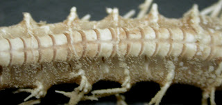 The Echinoblog: Starfish "Bones"! Understanding evolution & adaptation ...