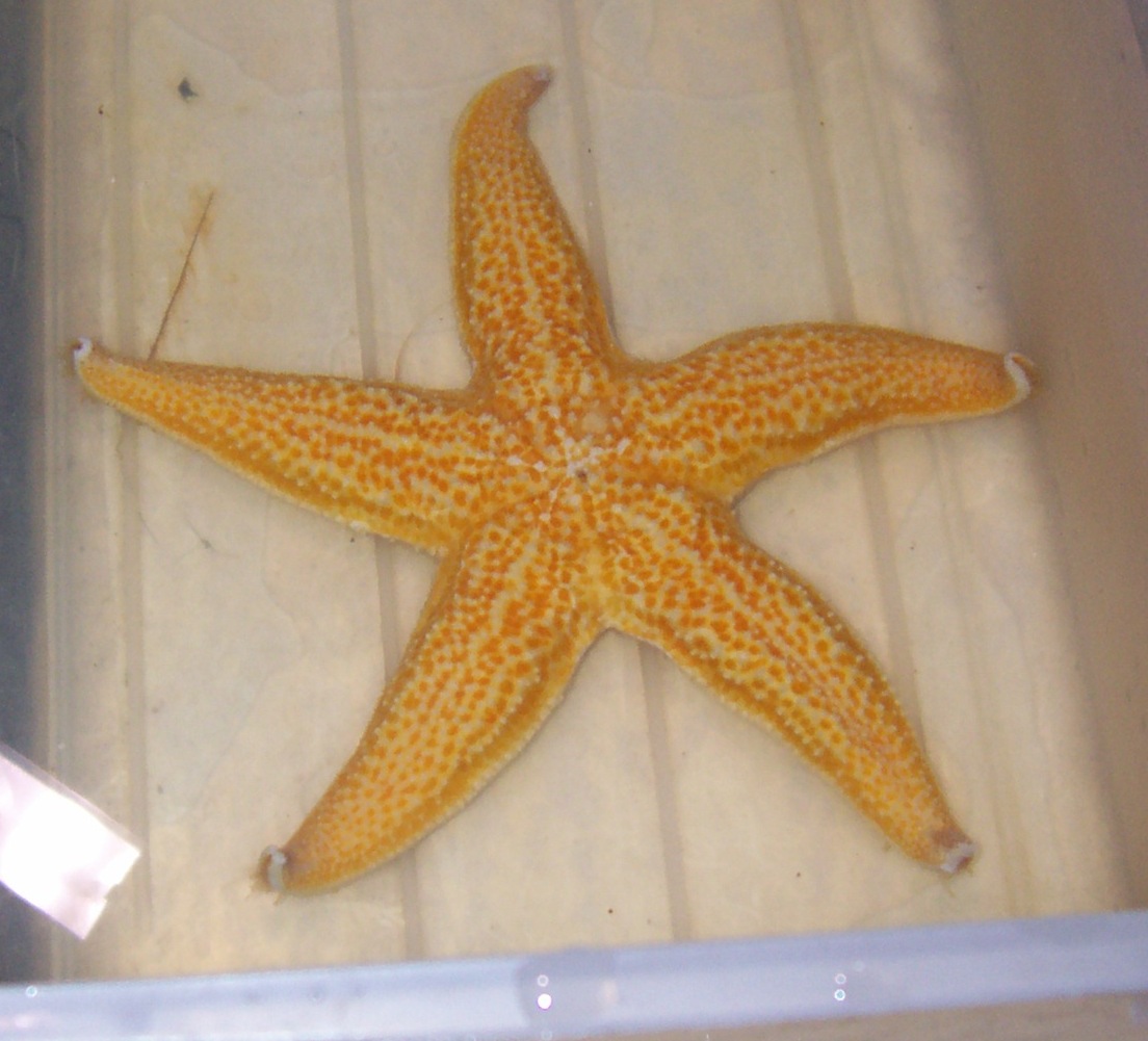 The Echinoblog: Starfish "Bones"! Understanding evolution & adaptation from starfish ossicles ...