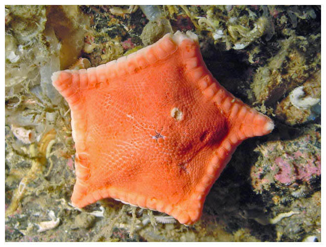 The Echinoblog: Starfish "Bones"! Understanding evolution & adaptation ...
