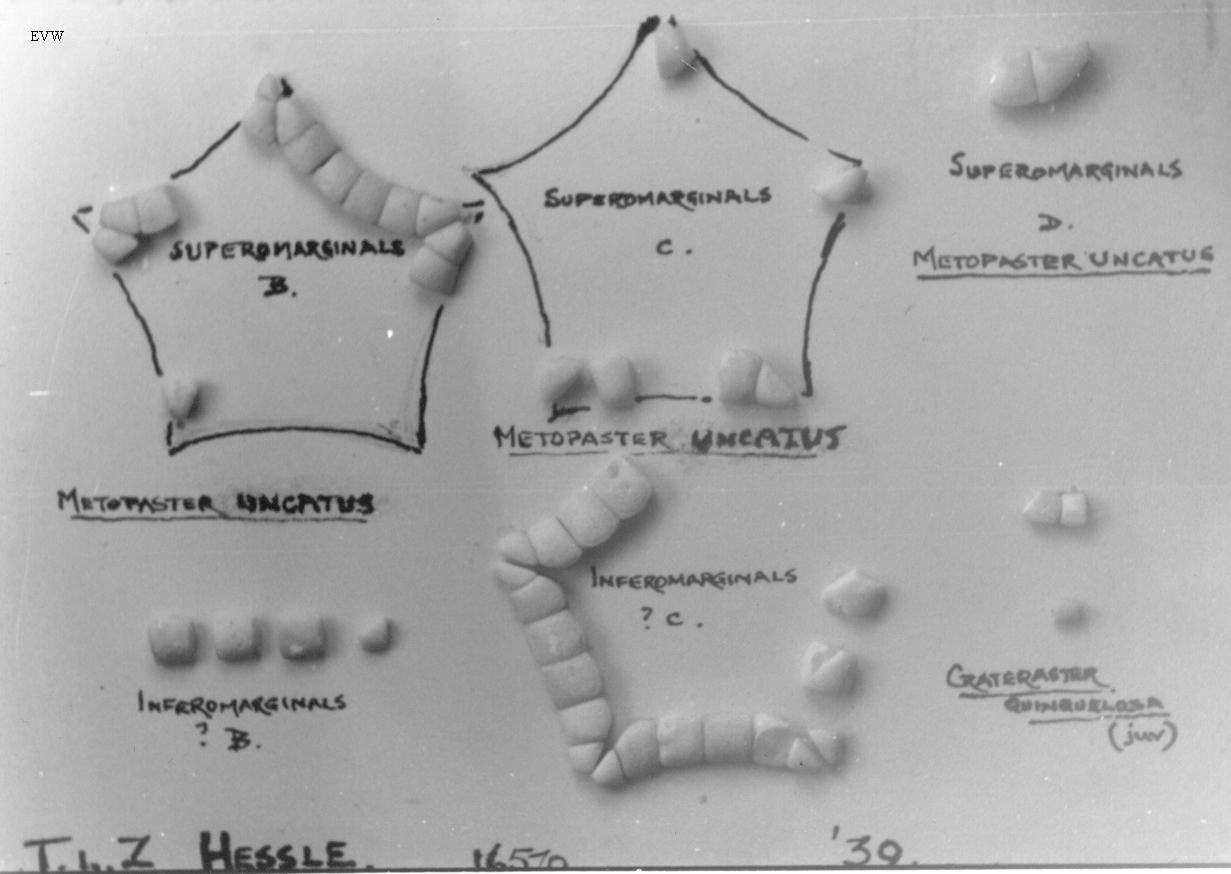 The Echinoblog: Starfish "Bones"! Understanding evolution & adaptation ...