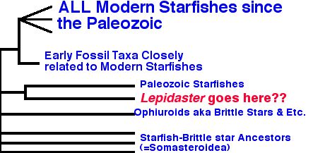 The Echinoblog: The world's OLDEST MULTI-ARMED Starfish!! A lesson in ...