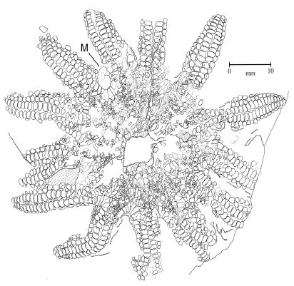 The Echinoblog: The world's OLDEST MULTI-ARMED Starfish!! A lesson in ...