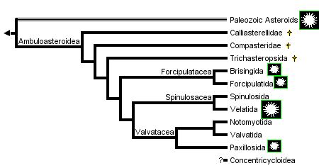 The Echinoblog: The world's OLDEST MULTI-ARMED Starfish!! A lesson in ...
