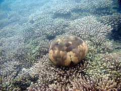 The Echinoblog: In Honor of Coral Week: Echinoderms Eating Corals ...