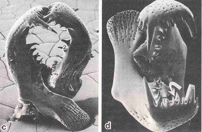 The Echinoblog: Giant Monster Starfish ALERT (aka Labidiaster annulatus ...