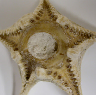 The Echinoblog: What (and how) do Starfish EAT??? Part 1