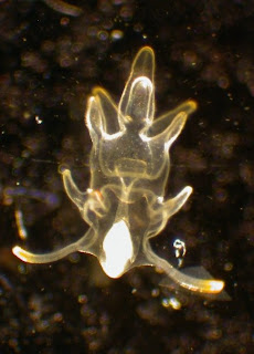 The Echinoblog: Starfish are a Mystery! "Ask the Echinoblog" takes ...