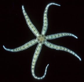 Reticulated Brittle Star