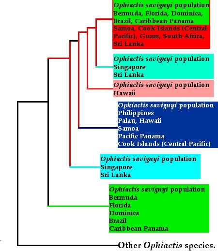 The Echinoblog: "The Most Common brittle star in the world"?? The ...