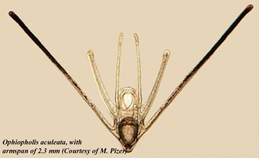 The Echinoblog: "The Most Common brittle star in the world"?? The ...