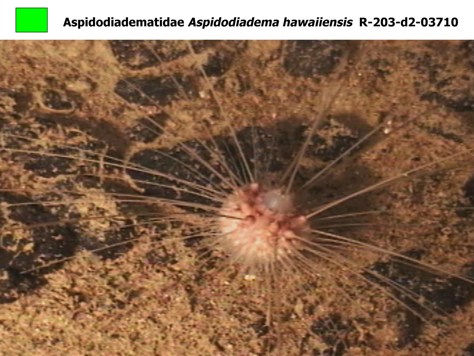 The Echinoblog: Hawaiian Deep Sea-Urchins!!! Below the Surface of a ...