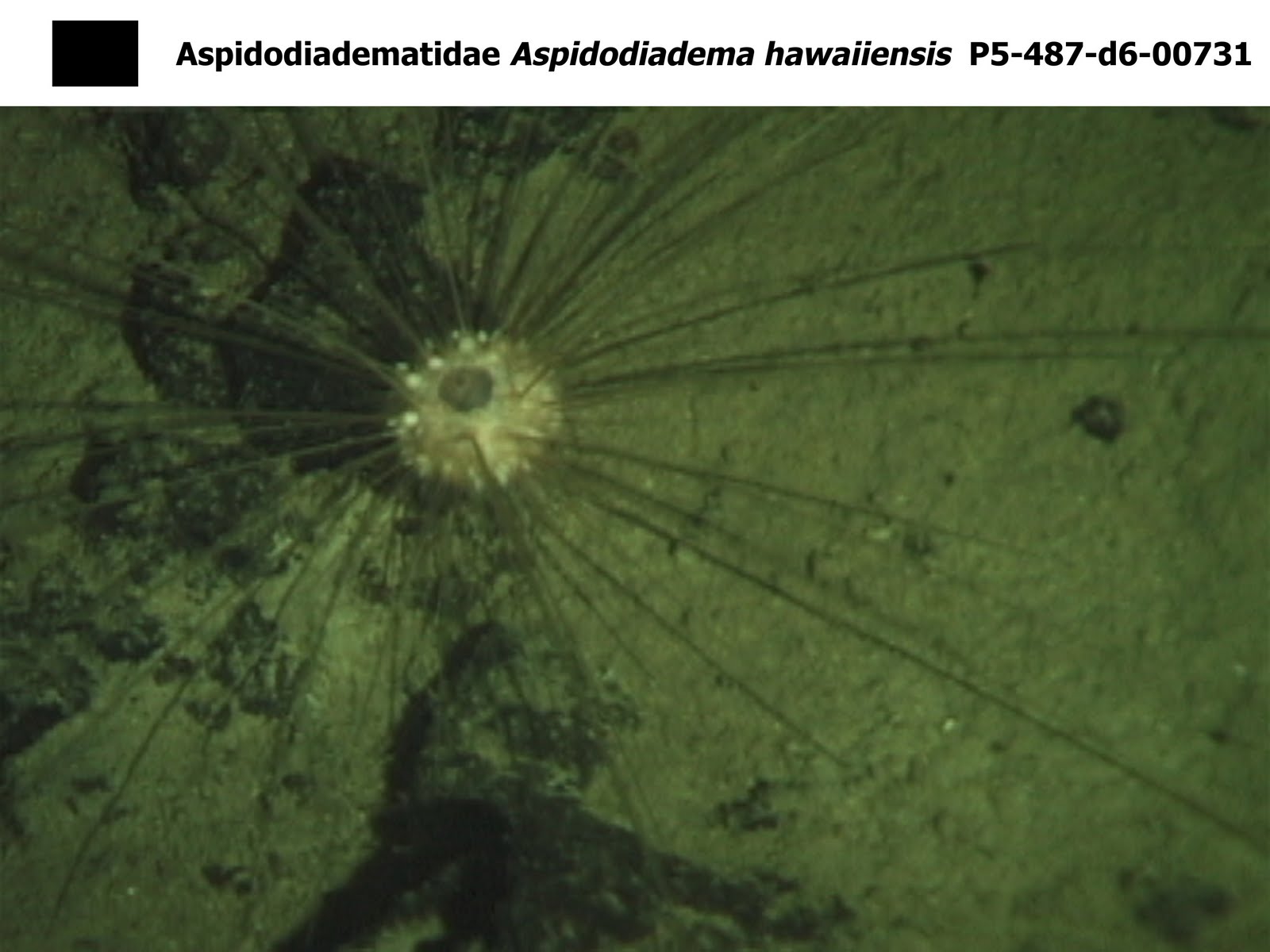 The Echinoblog: Hawaiian Deep Sea-Urchins!!! Below the Surface of a ...