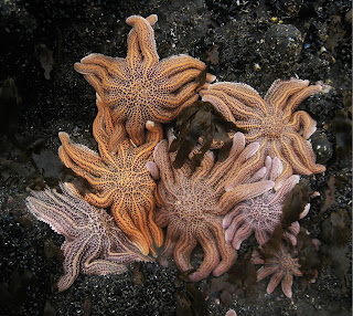 The Echinoblog: The Surprising Evolutionary Tree of Forcipulate ...